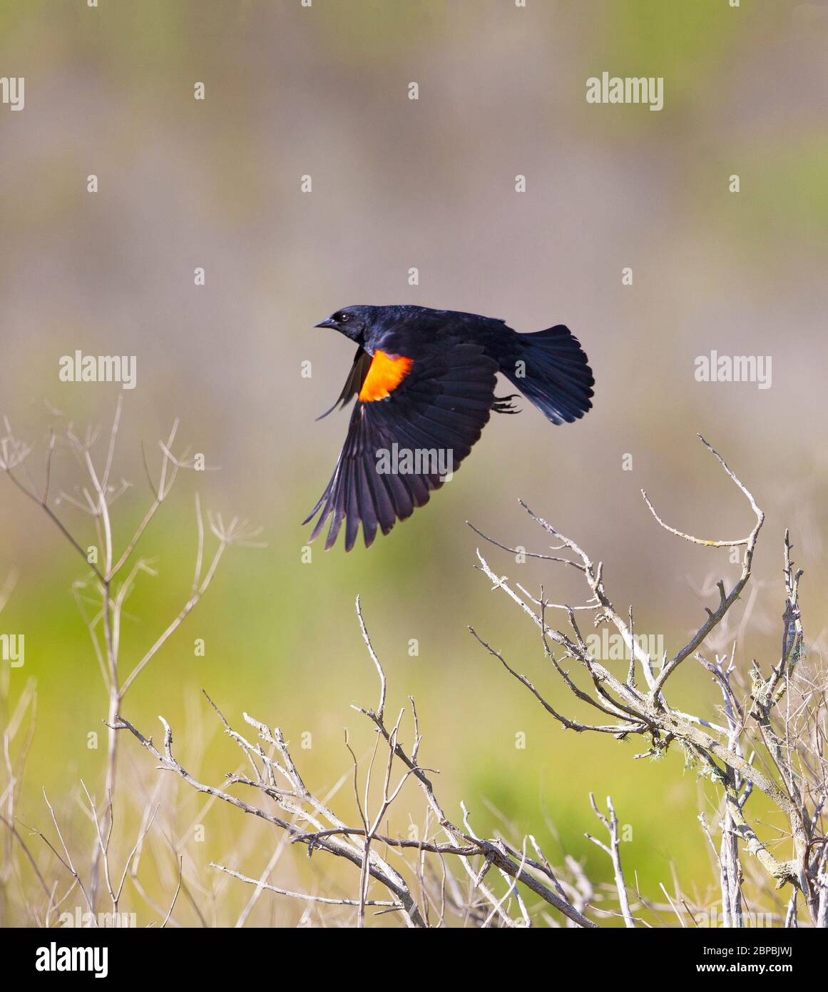 Red winged blackbird flight hi-res stock photography and images - Alamy