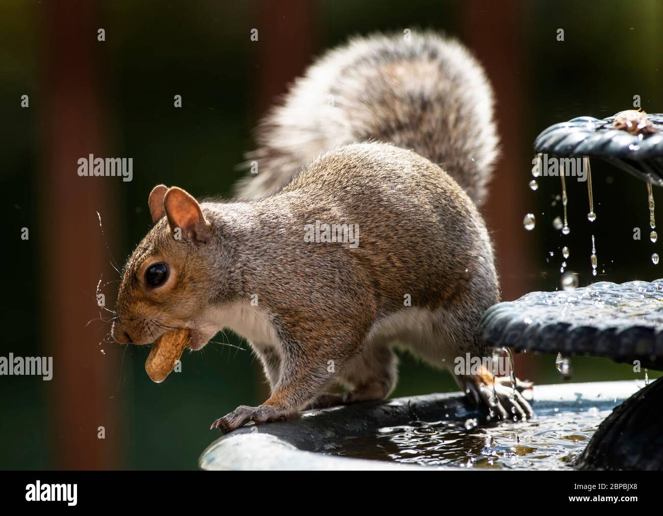 Peanut Eater High Resolution Stock Photography and Images - Alamy