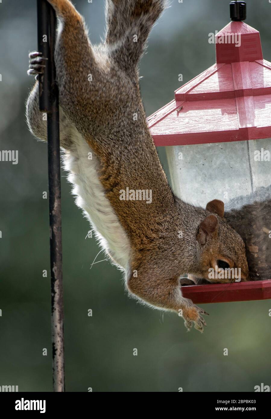 Food stealer hi-res stock photography and images - Alamy