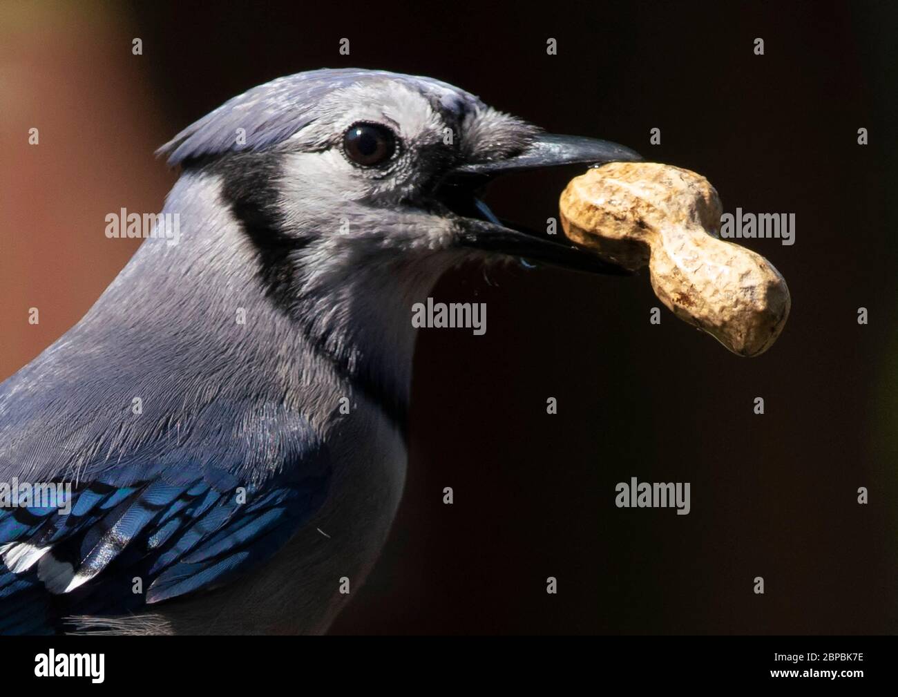 One big nut Stock Photo - Alamy