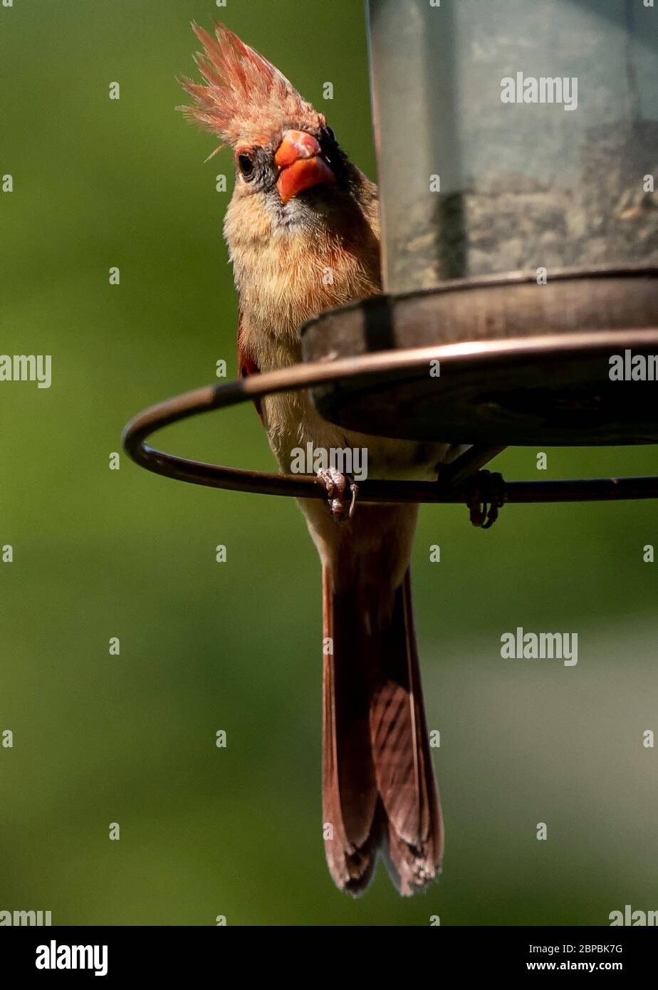 Dropped my nut hi-res stock photography and images - Alamy