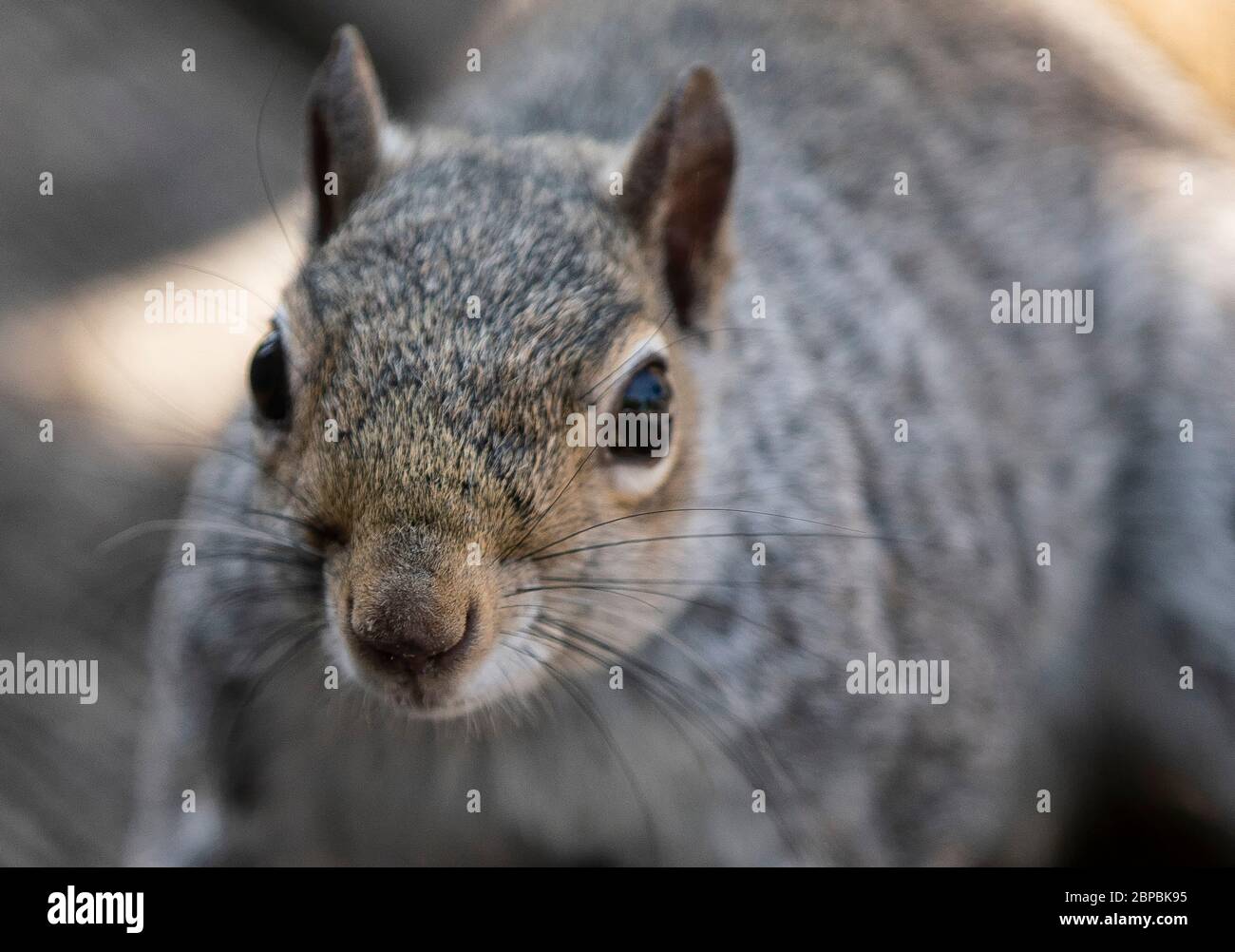 Squirrel face hi-res stock photography and images - Alamy
