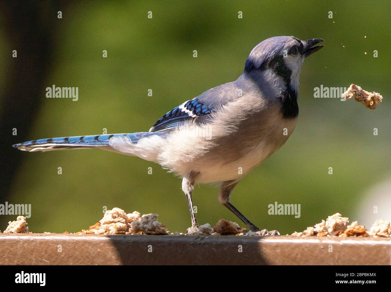Dropped my nut hi-res stock photography and images - Alamy