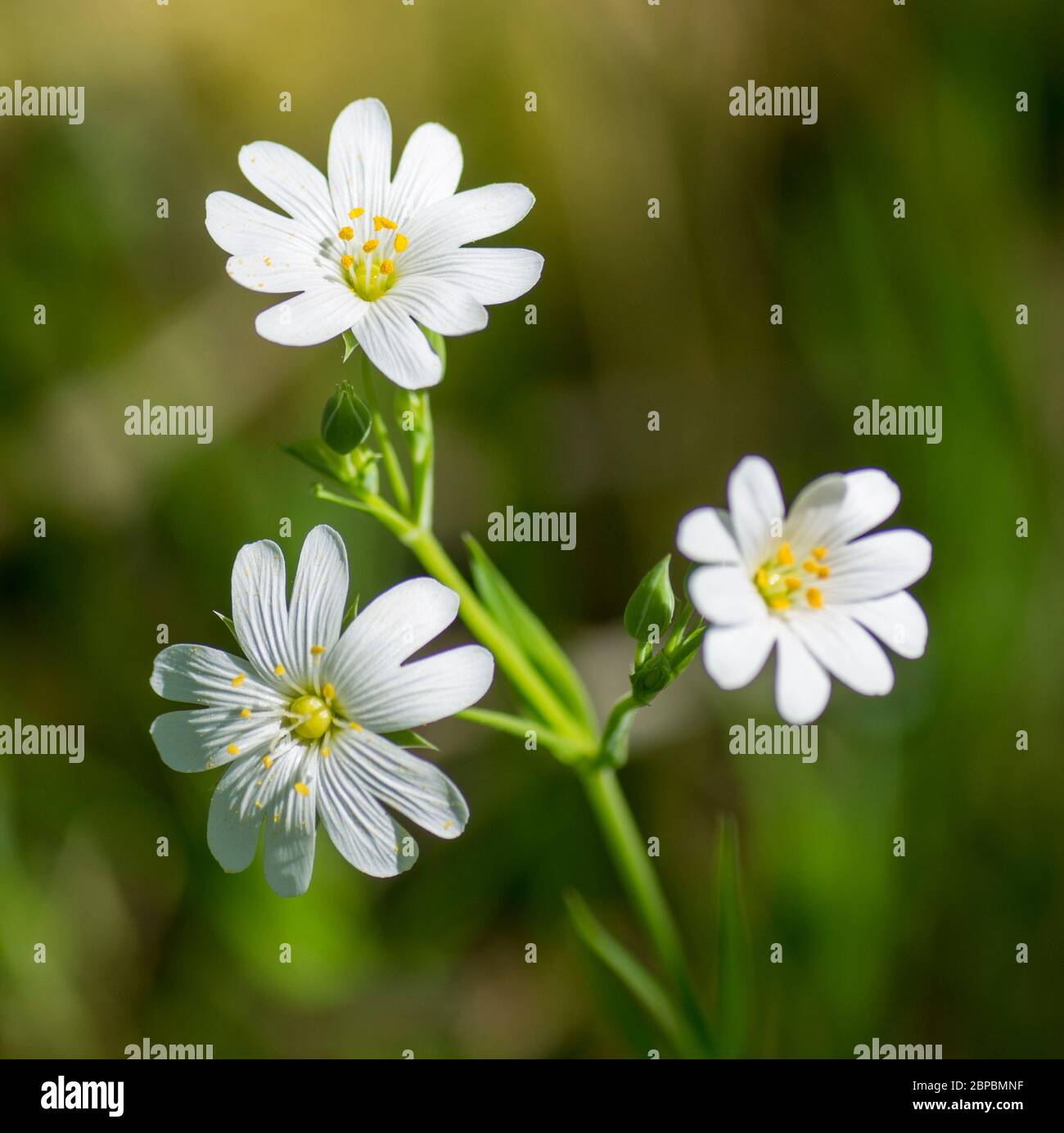 Greater Stitchwort (Stellaria holostea) flowers Stock Photo - Alamy
