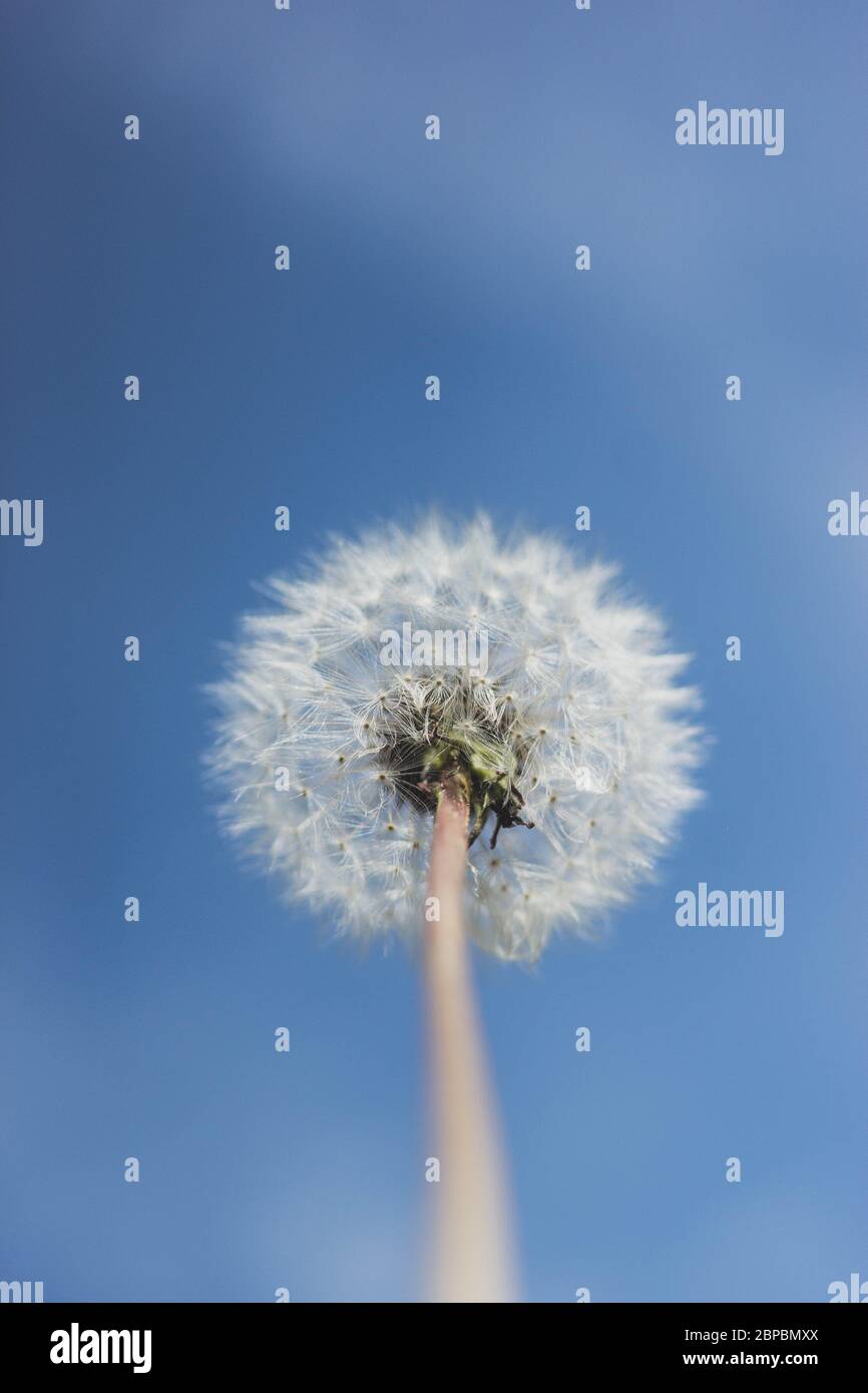 Dandelion clock seed head against a blue sky Stock Photo - Alamy