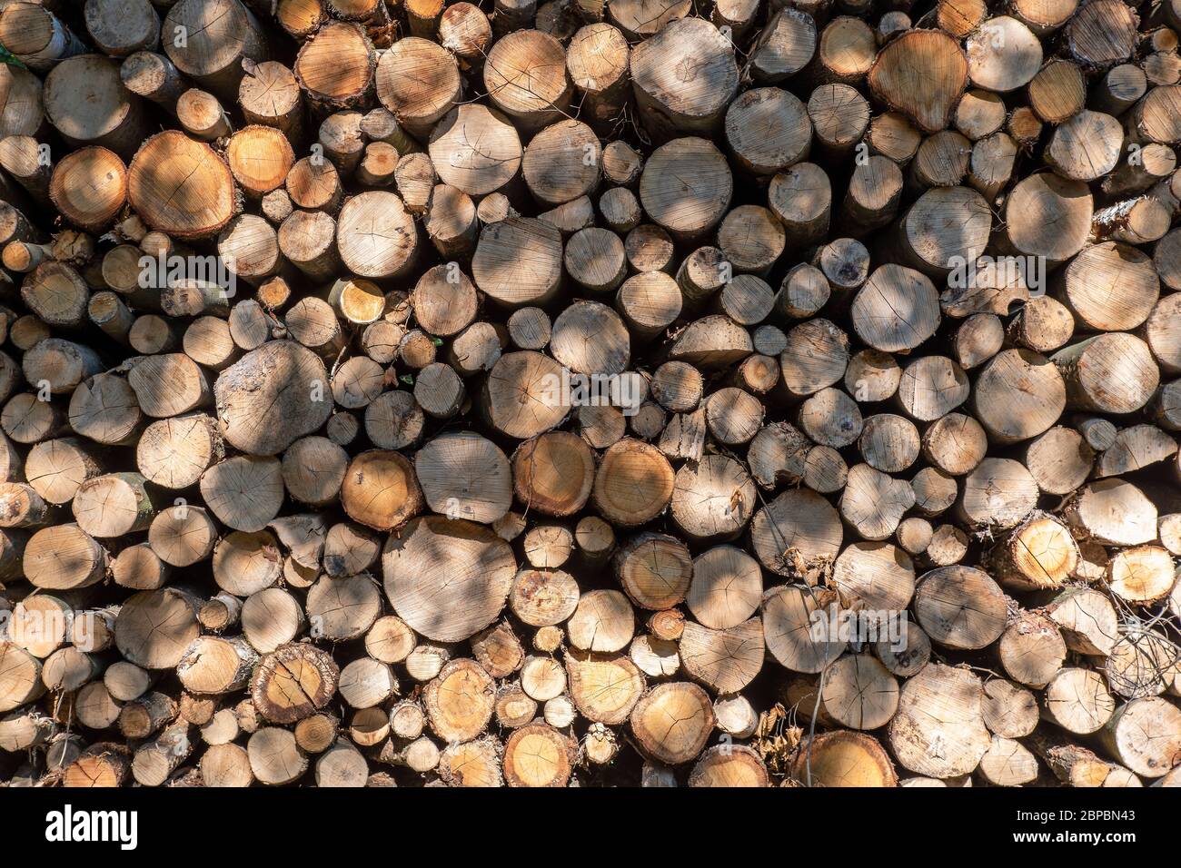 Texture of cut logs Stock Photo - Alamy