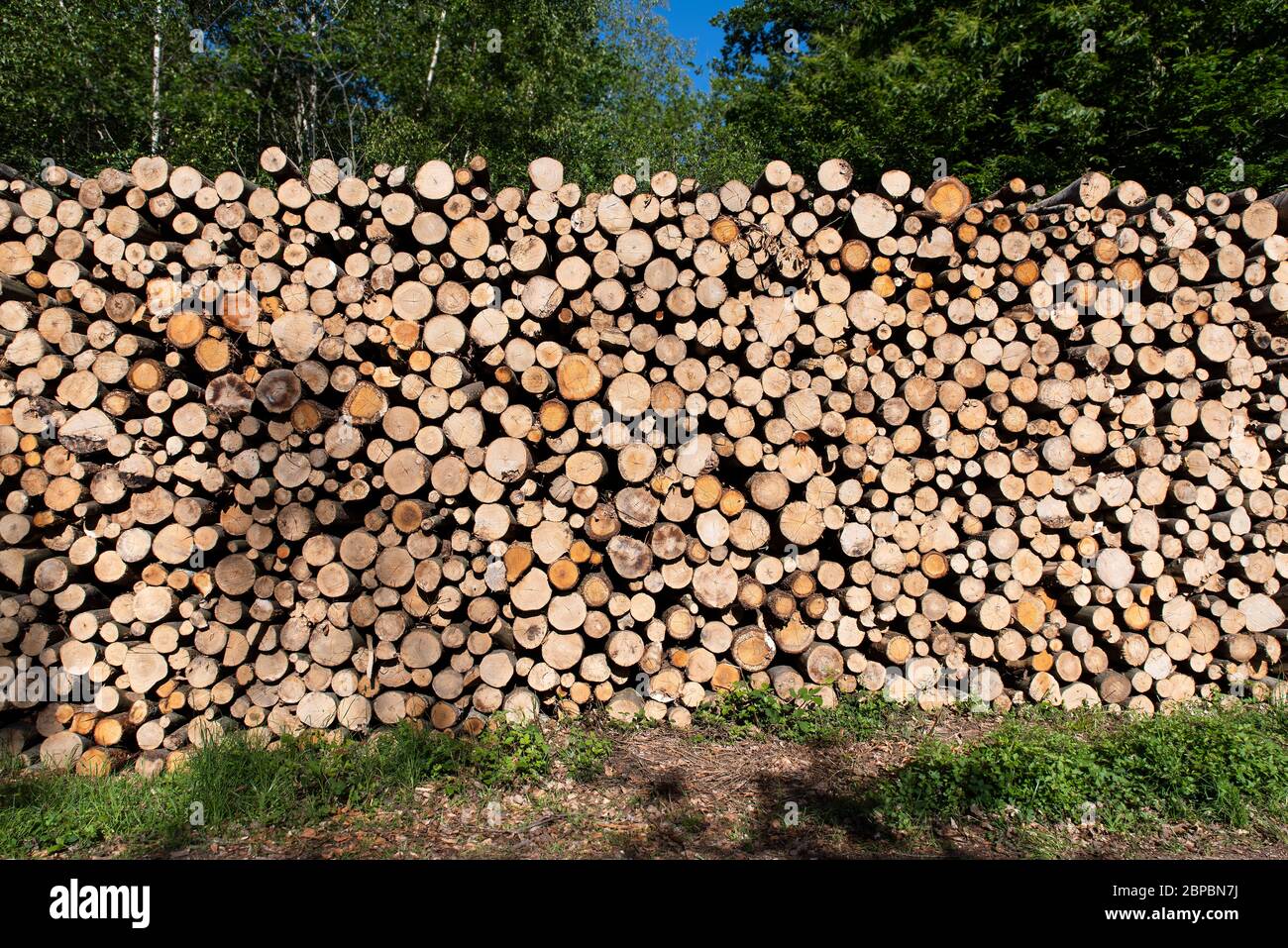 Pile of wood cut from a forest Stock Photo - Alamy