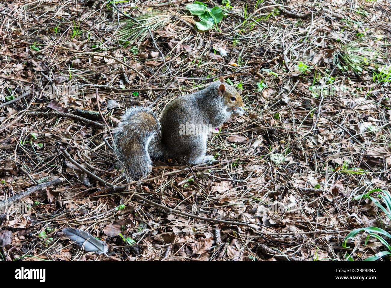 A grey squirrel Sciurus carolinensis eating a nut while sitting on ...