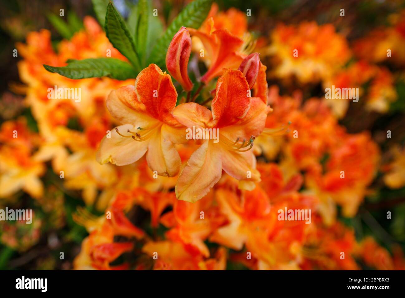 Azalea calendulaceum hi-res stock photography and images - Alamy