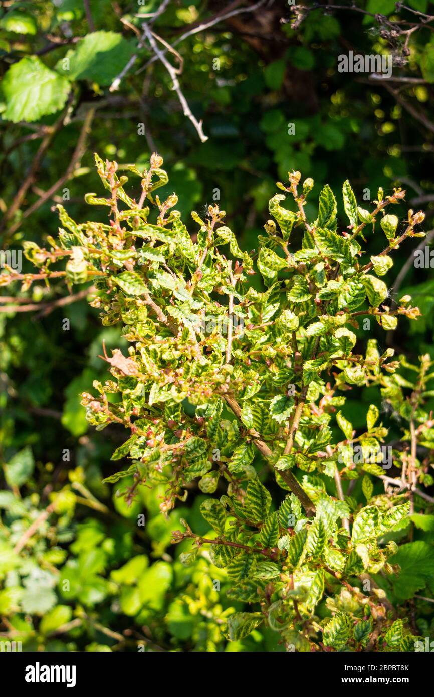 An unidenfied bush showing discolouration and deformaties associated ...