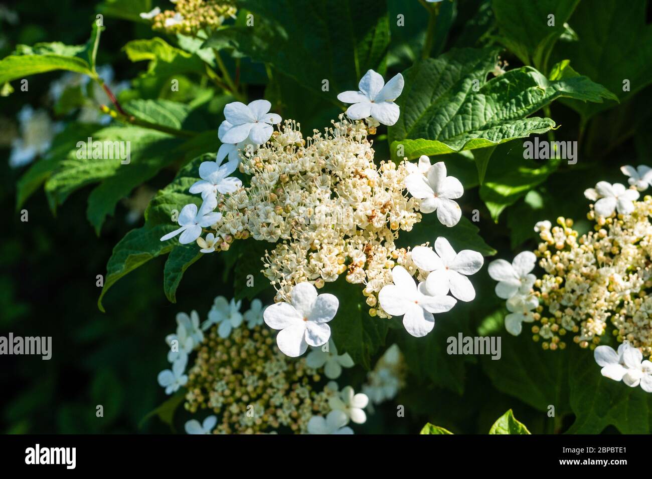 The flower corymb of a viburnum opulus bush with small cream coloured ...