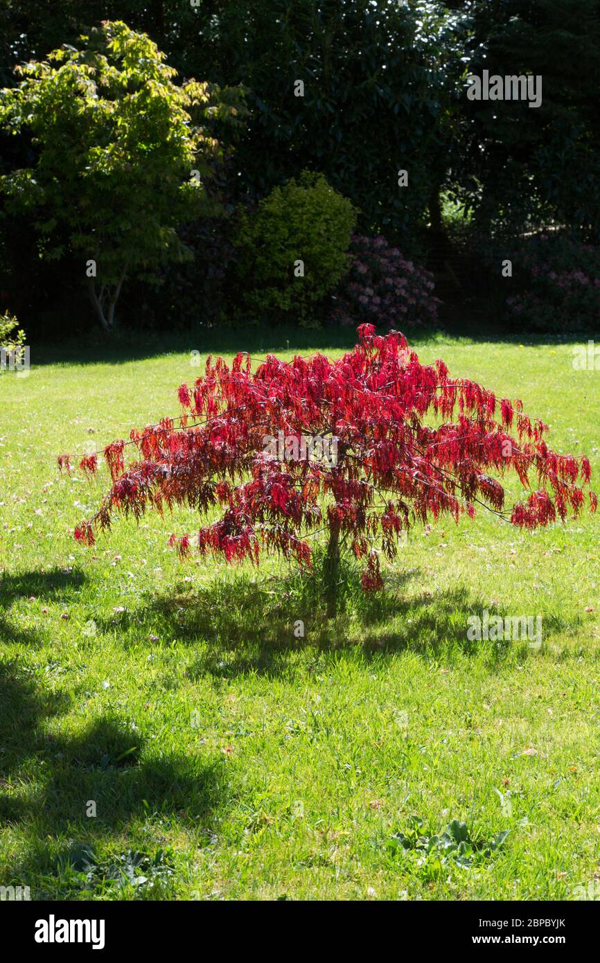 Acer: Japanese miniature maple tree in the middle of a green lawn Stock ...
