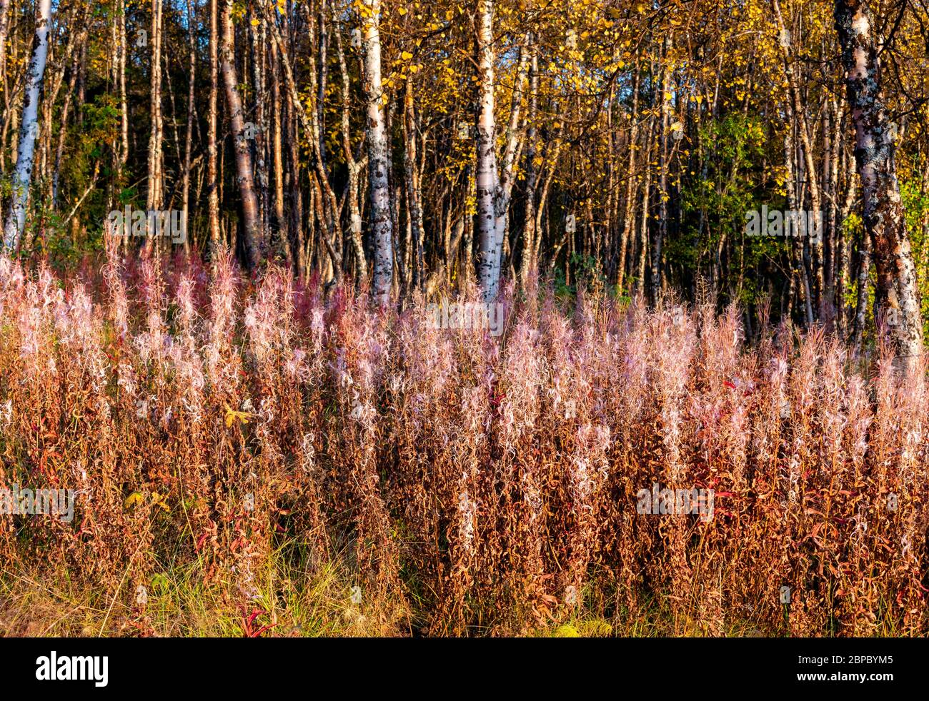 Nature example hi-res stock photography and images - Alamy