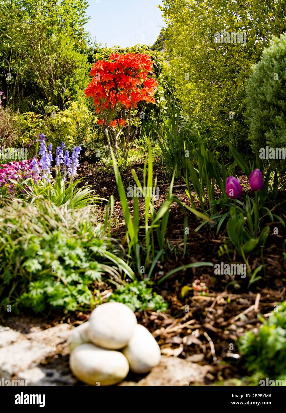 Red azalea in a small garden Stock Photo - Alamy