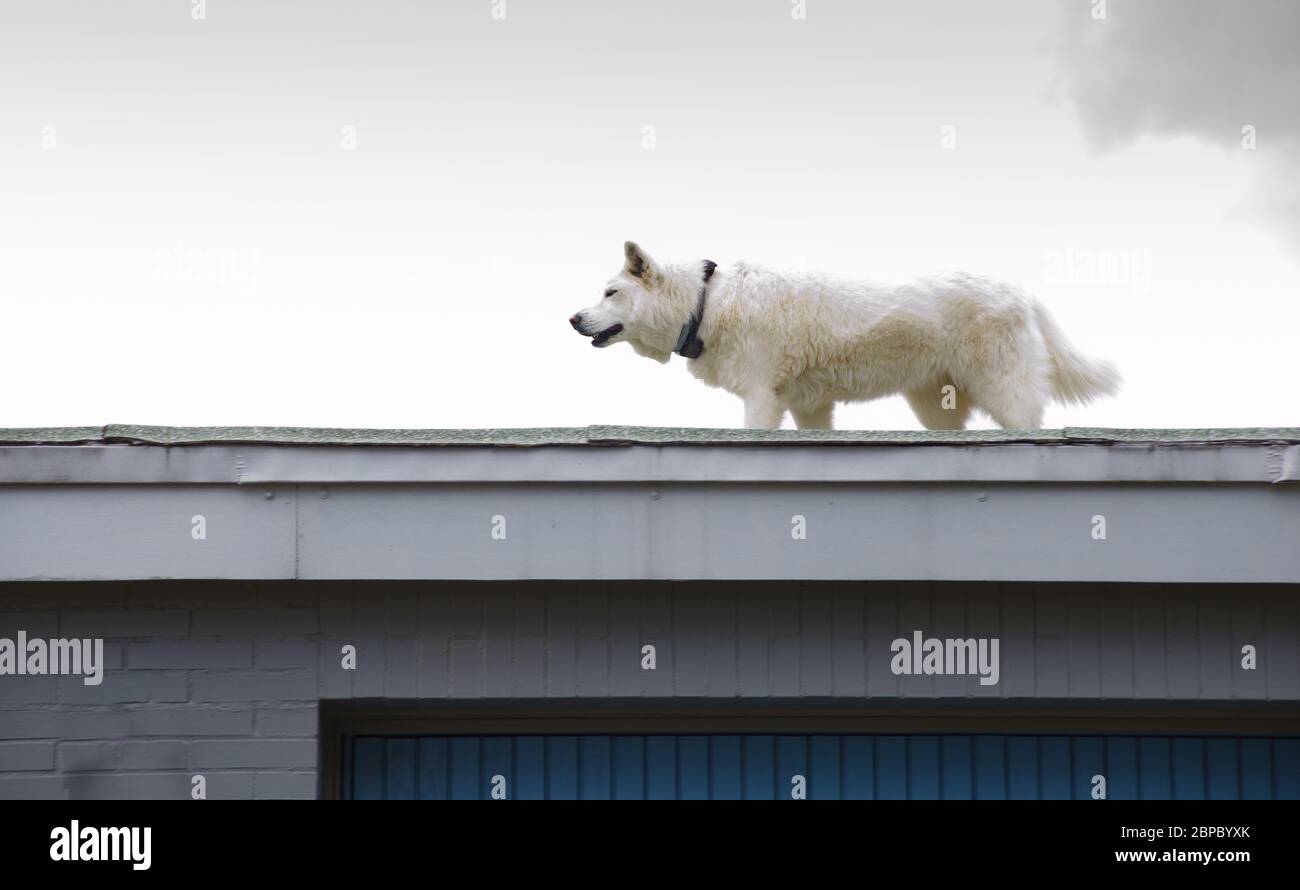 A beautiful white sheepdog on a high roof of a building in front of ...