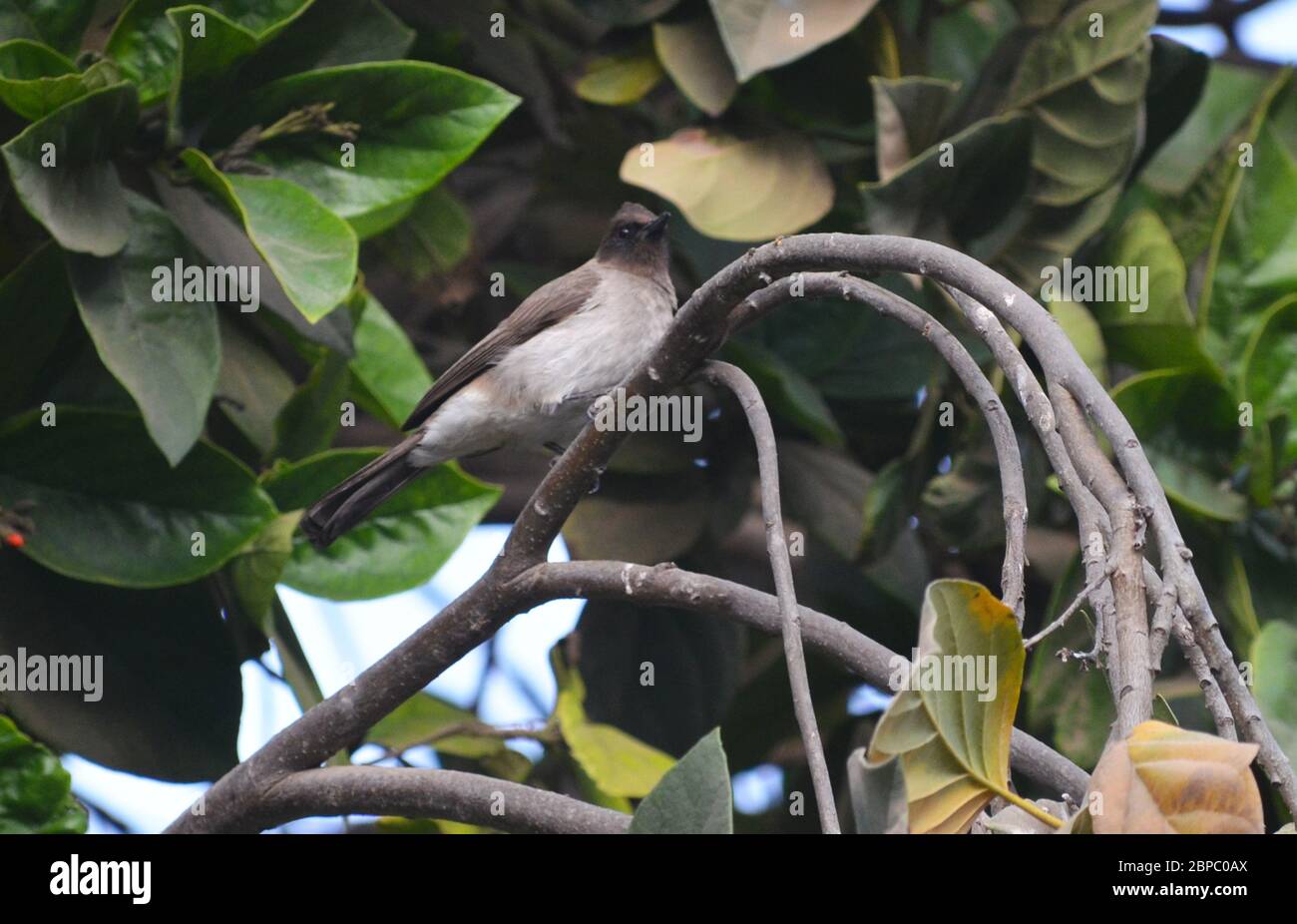 Common Bulbul (Pycnonotus barbatus) in a urban garden in Dakar, Senegal ...