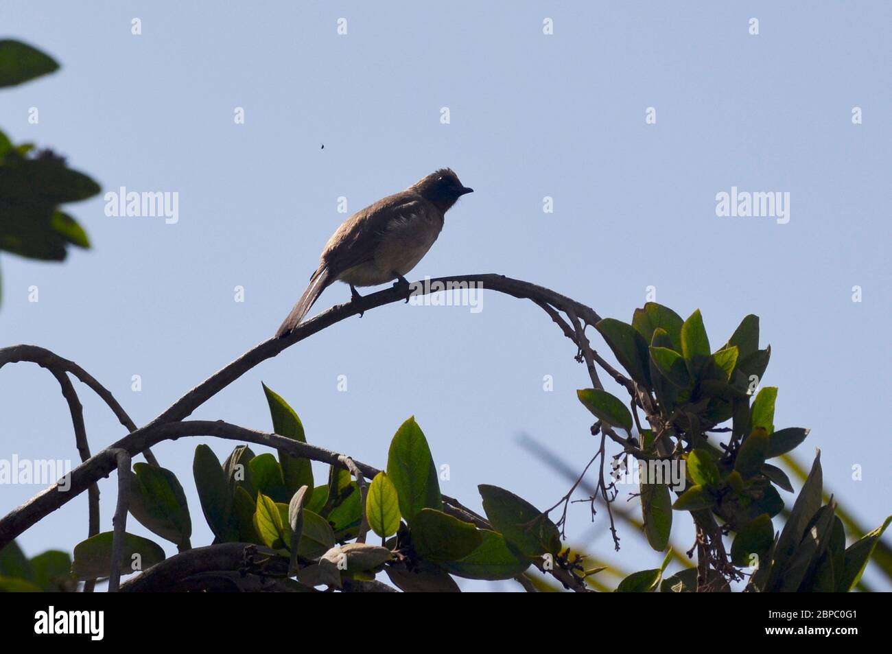 Common Bulbul (Pycnonotus barbatus) in a urban garden in Dakar, Senegal ...