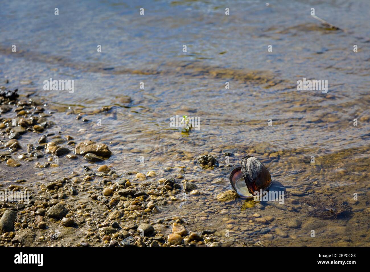Thick shelled river mussel hi-res stock photography and images - Alamy