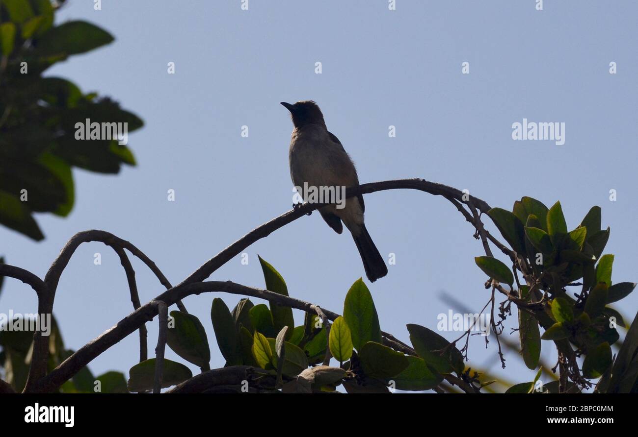 Common Bulbul (Pycnonotus barbatus) in a urban garden in Dakar, Senegal ...