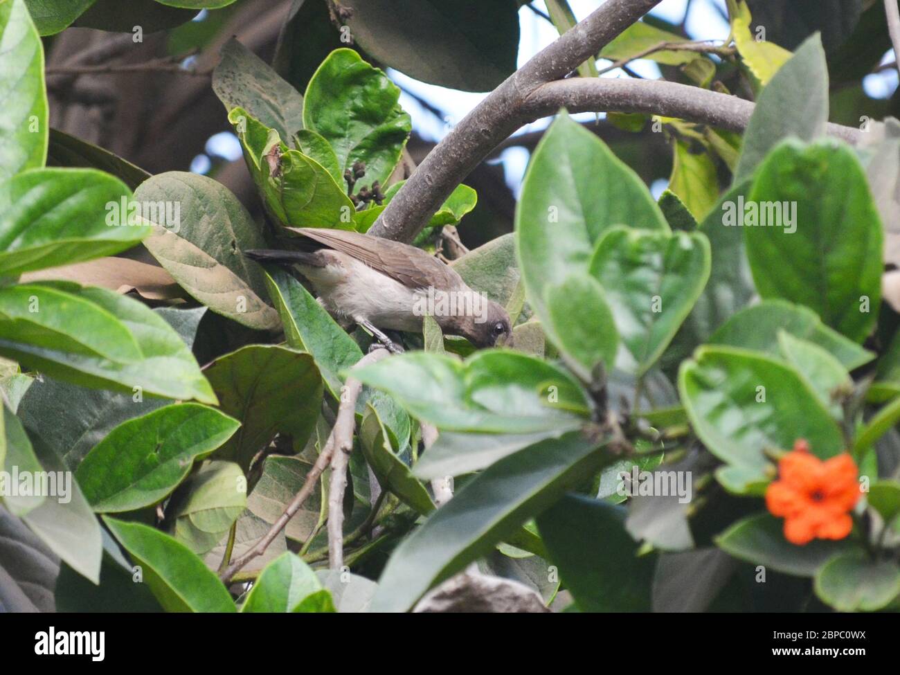 Common Bulbul (Pycnonotus barbatus) in a urban garden in Dakar, Senegal ...