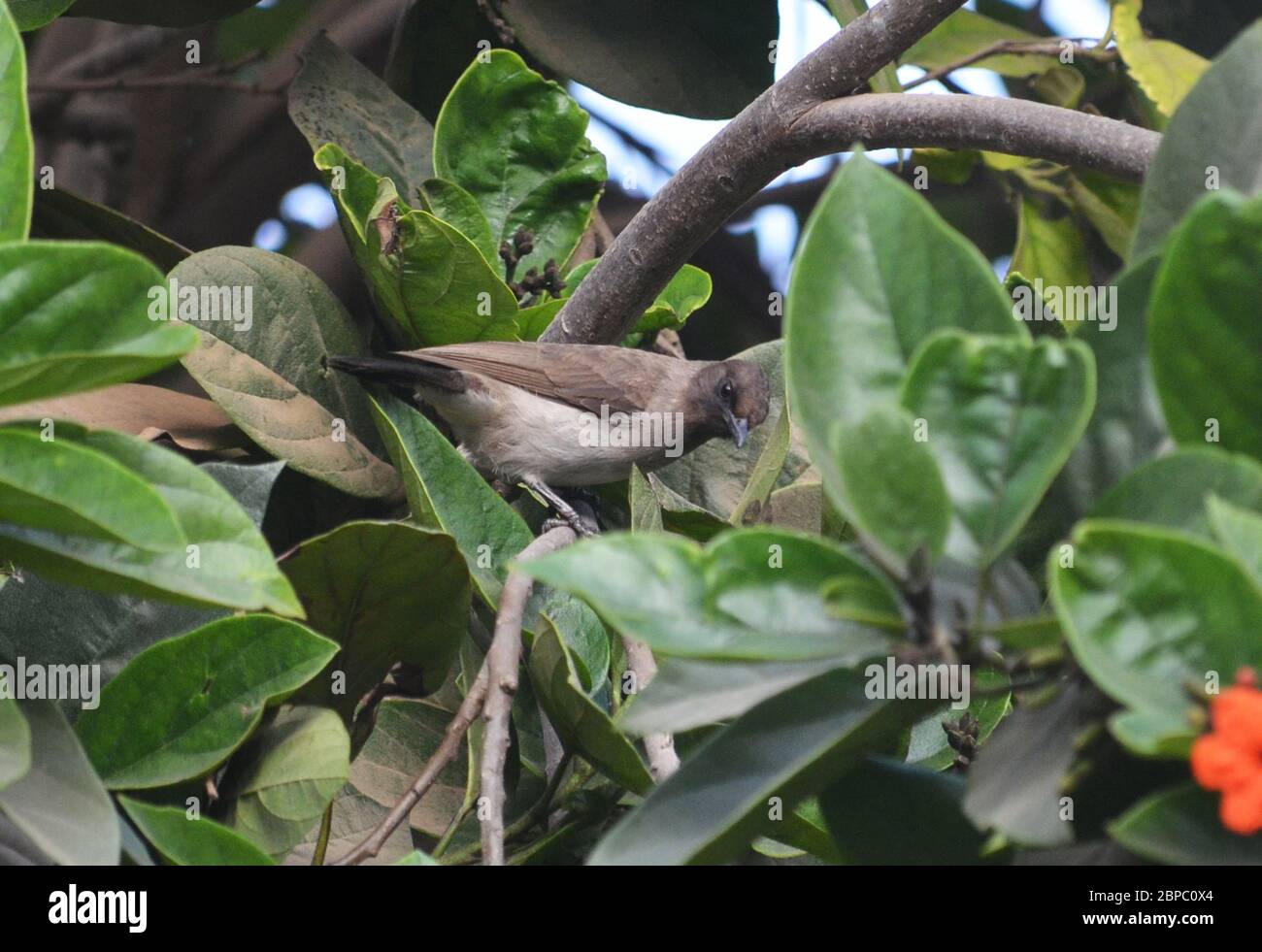 Common Bulbul (Pycnonotus barbatus) in a urban garden in Dakar, Senegal ...