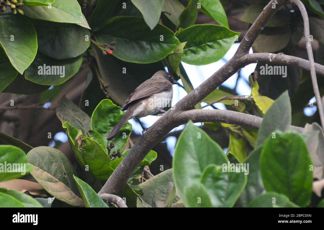 Common Bulbul (Pycnonotus barbatus) in a urban garden in Dakar, Senegal ...