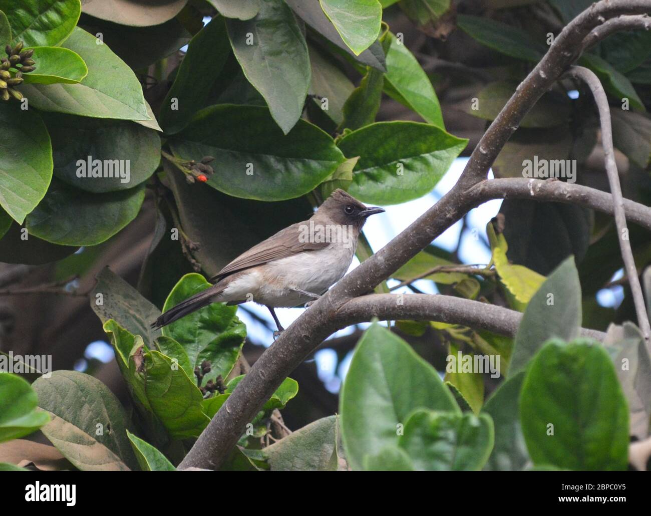 Common Bulbul (Pycnonotus barbatus) in a urban garden in Dakar, Senegal ...