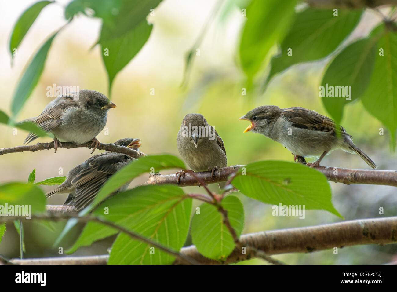 Female house sparrows hi-res stock photography and images - Alamy