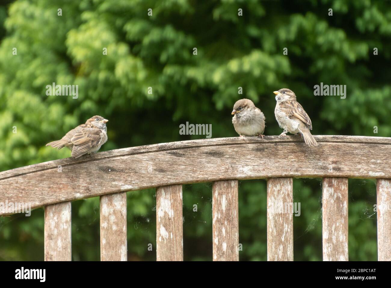 Uk sparrows hi-res stock photography and images - Alamy