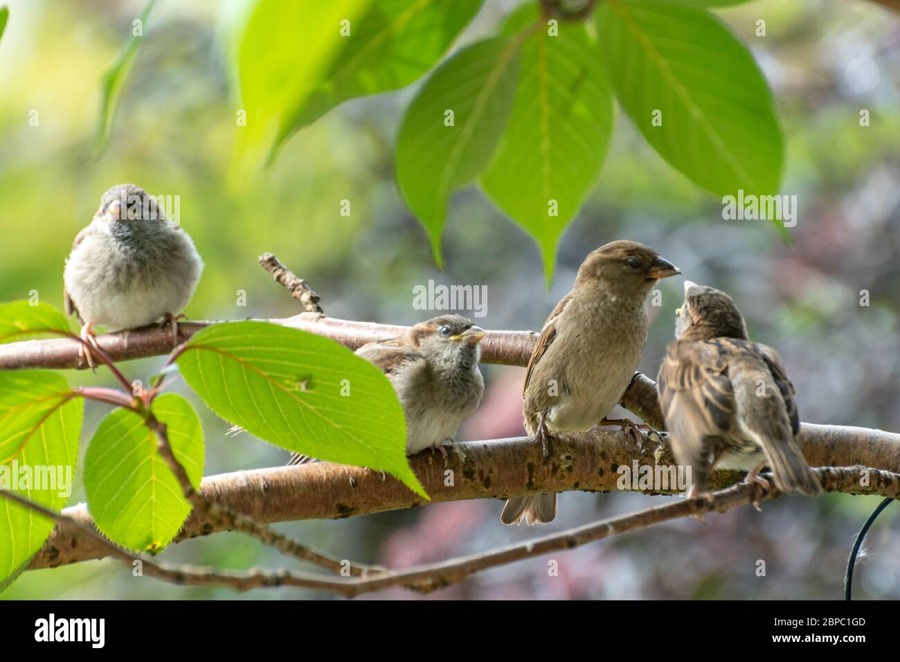 Uk sparrows hi-res stock photography and images - Alamy