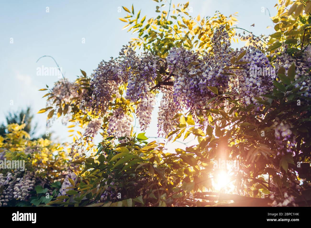 Wisteria flowers blooming in spring garden. Vines of wisteria bush ...