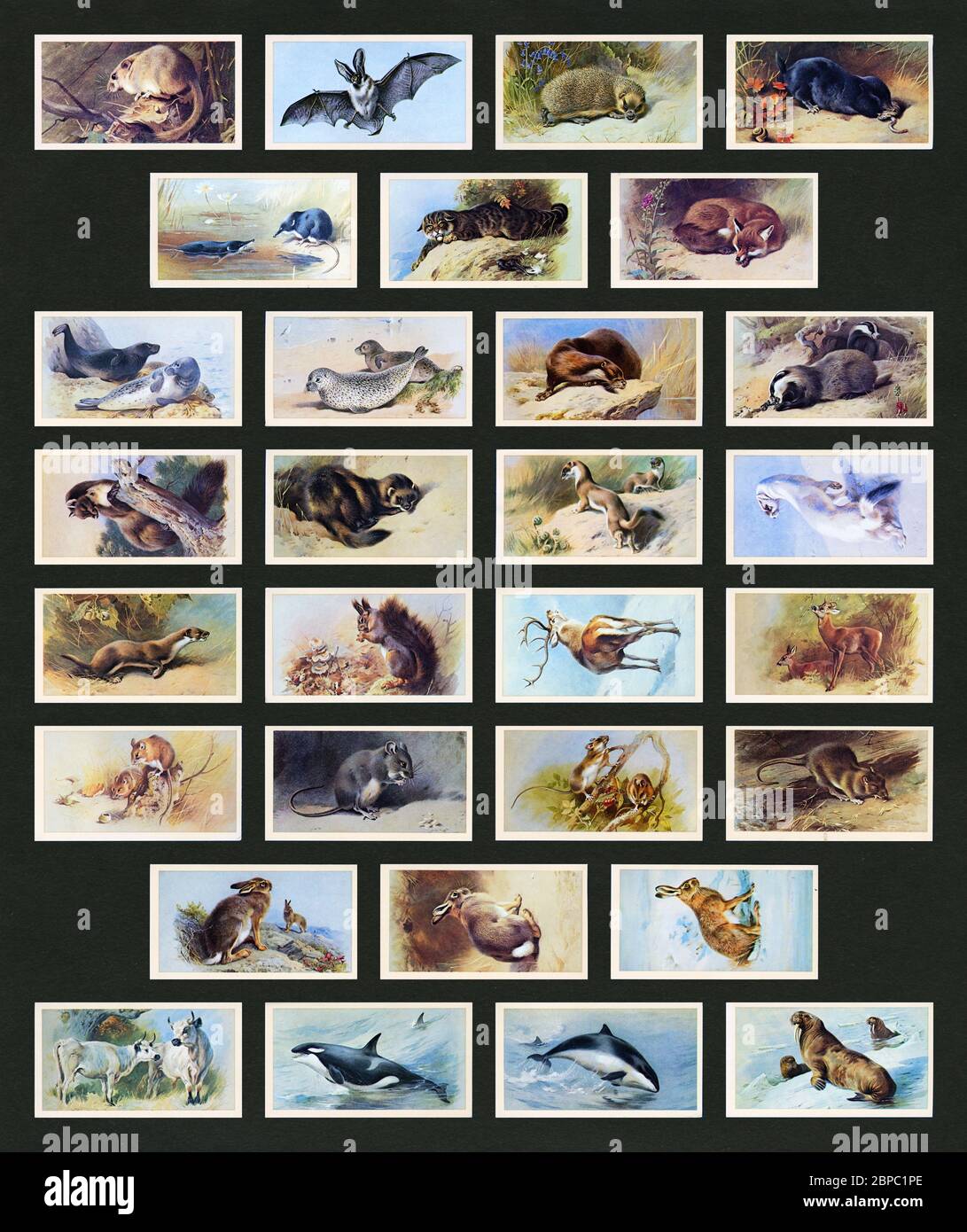 'British Mammals' collector's cards (Full set of 30, 1982, see ...