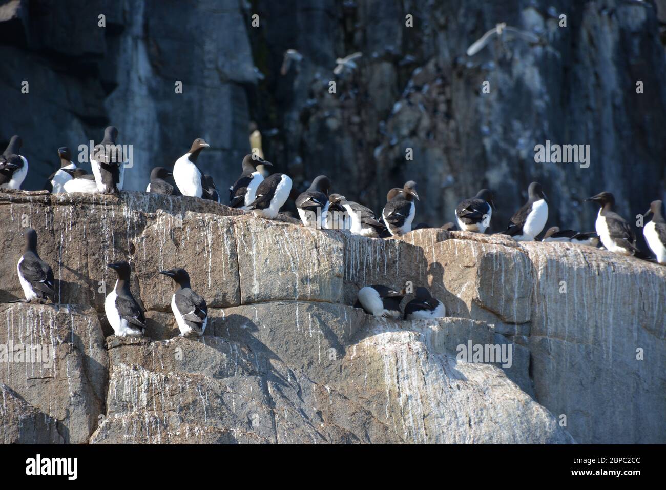 The "bird cliffs" at Alkefjellet in the Hinlopen Strait, Svalbard, are ...