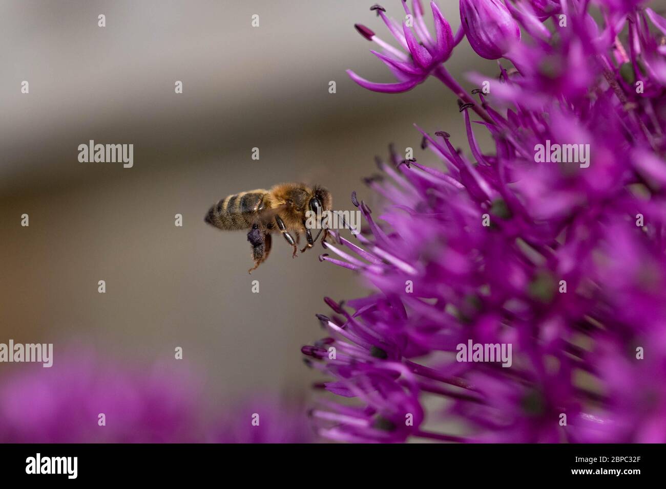 A honey bee in flight. The bee is flying towards an allium flower Stock ...