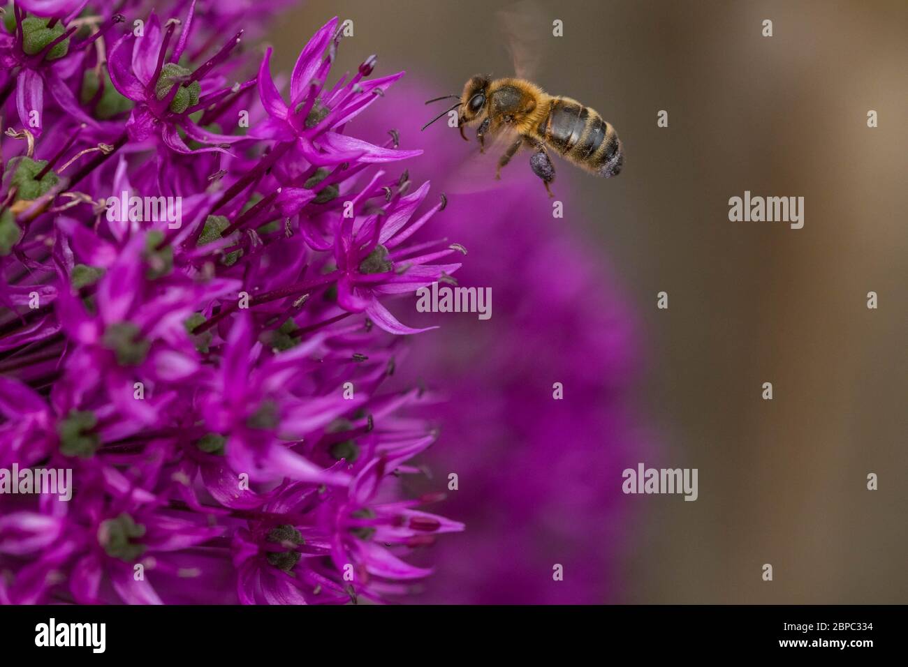 Bee flying towards a flower hi-res stock photography and images - Alamy