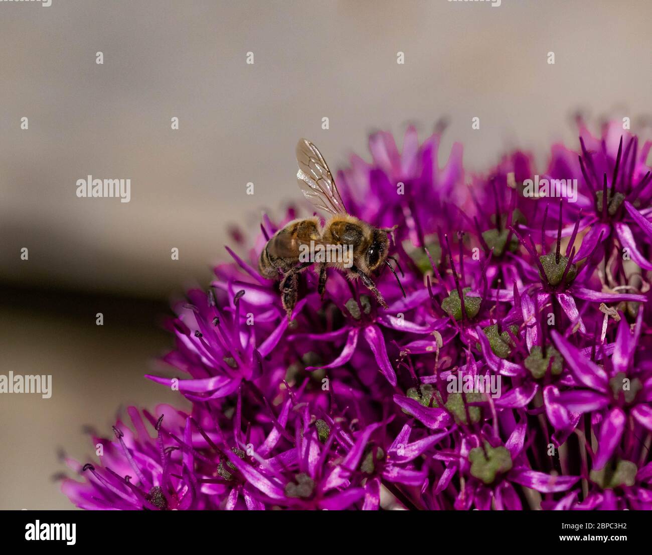 Bee pollen sac hi-res stock photography and images - Alamy