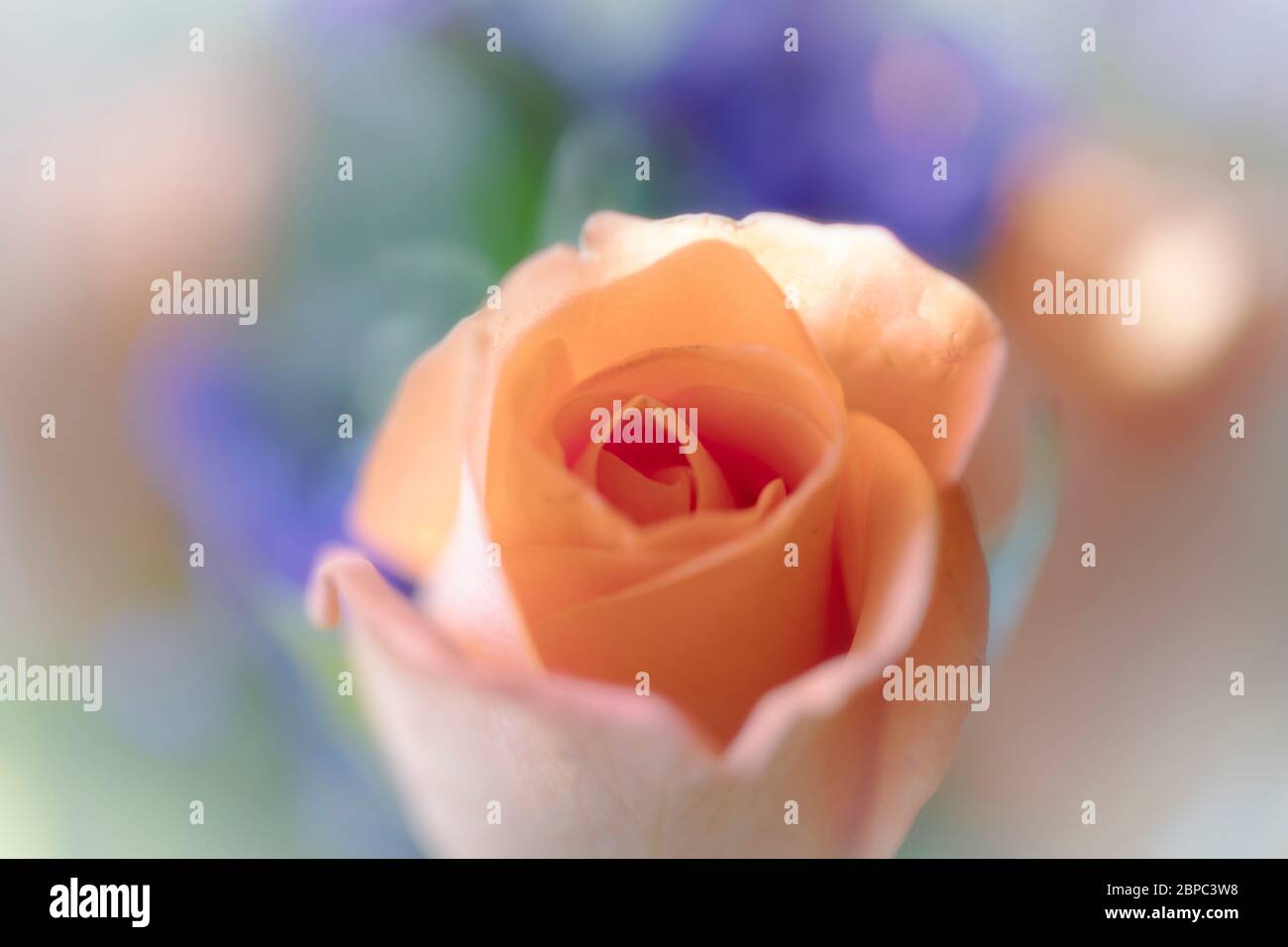 Peach orange roses hi-res stock photography and images - Alamy