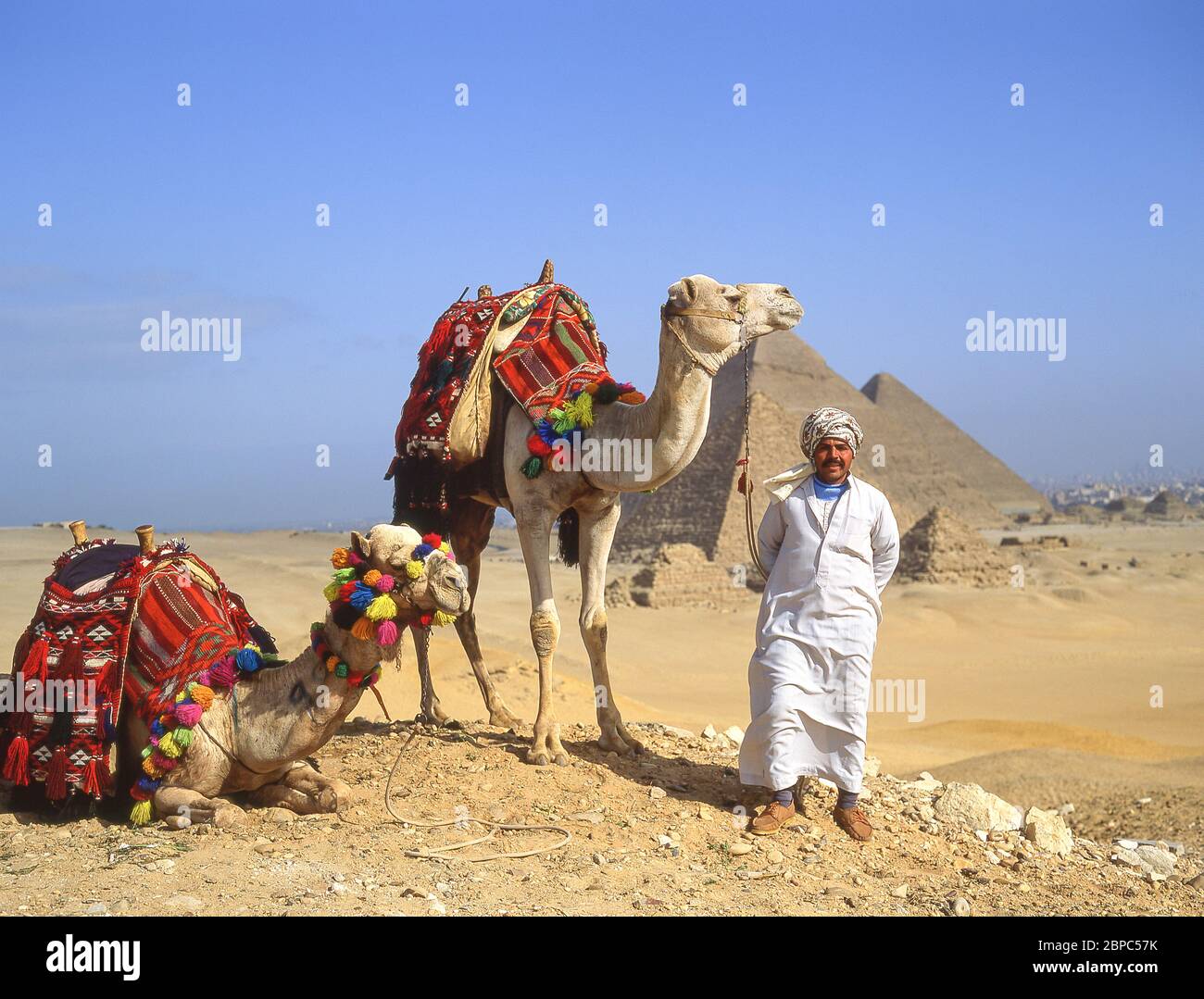 Camel driver with camels, The Great Pyramids of Giza, Giza, Giza ...