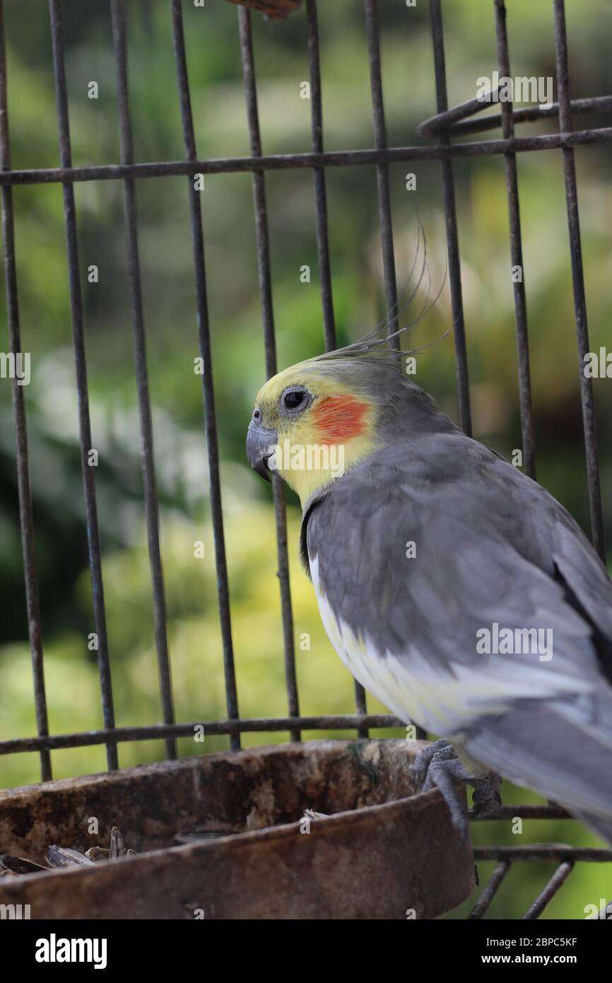 Cacatua ninfa hi-res stock photography and images - Alamy