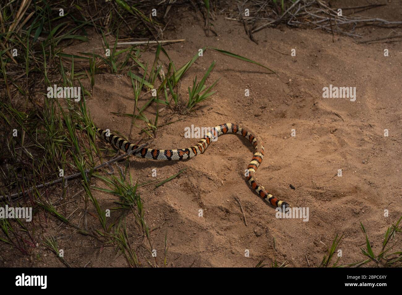 Western Milksnake (Lampropeltis gentilis) from Weld County, Colorado ...
