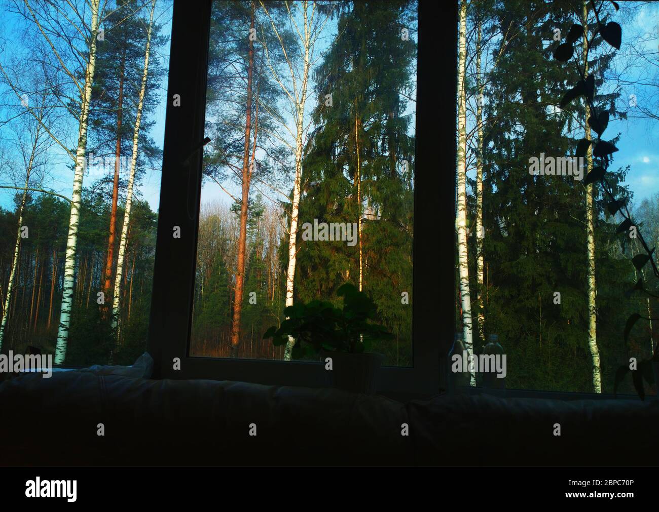 Spring forest through closed windows background Stock Photo - Alamy