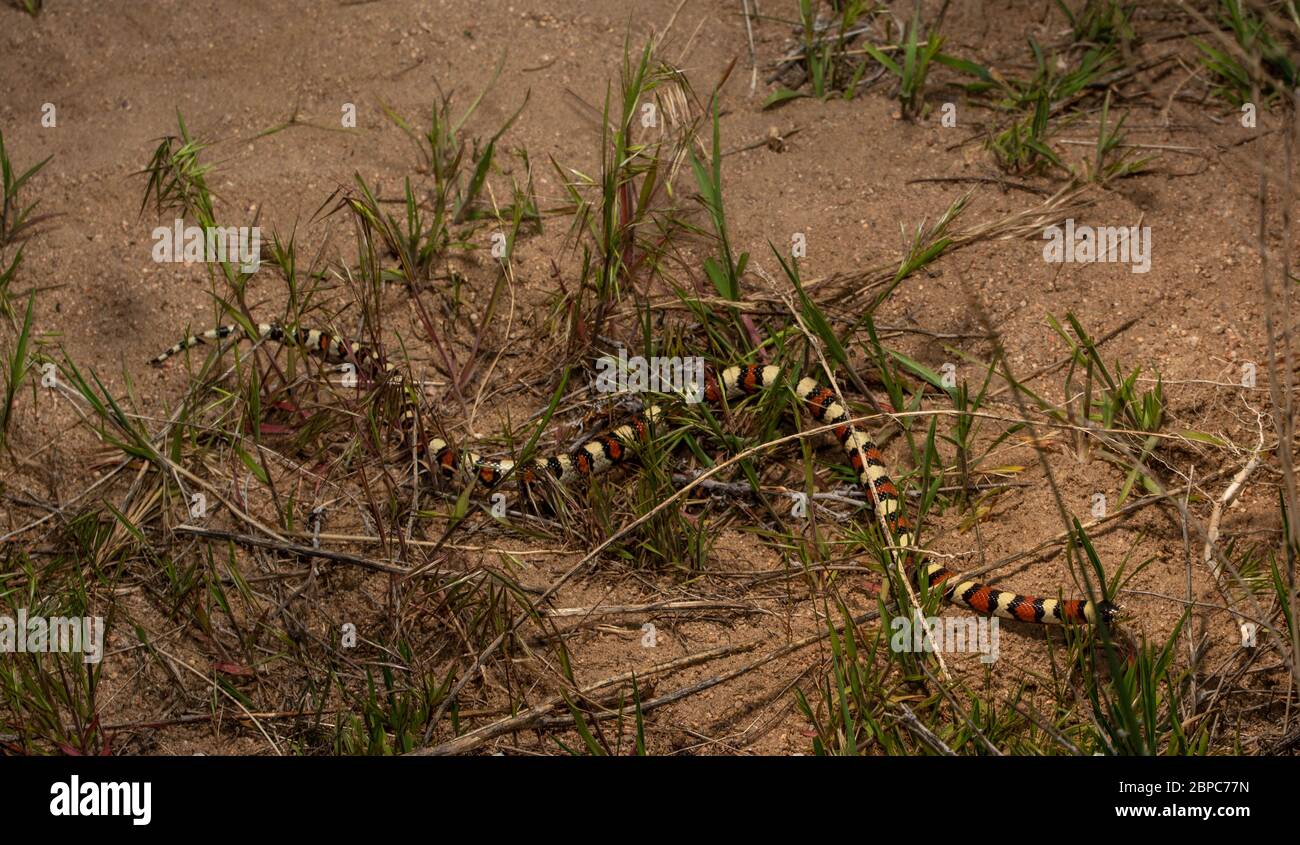 Western Milksnake (Lampropeltis gentilis) from Weld County, Colorado ...