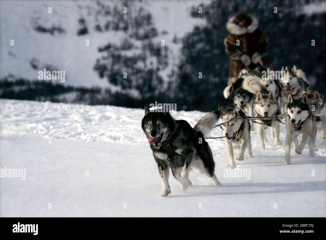 Togo dog serum hi-res stock photography and images - Alamy