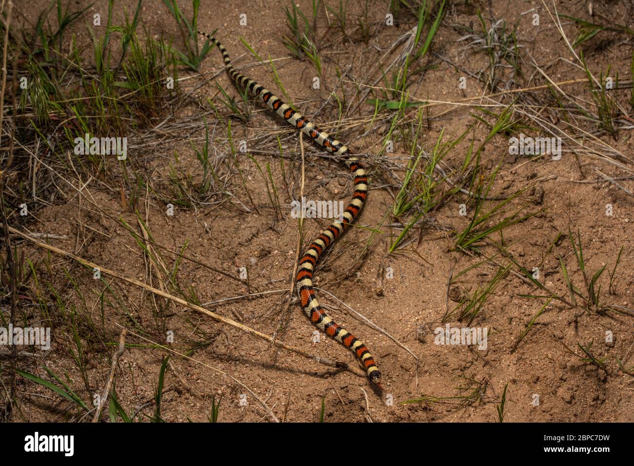 Western Milksnake (Lampropeltis gentilis) from Weld County, Colorado ...