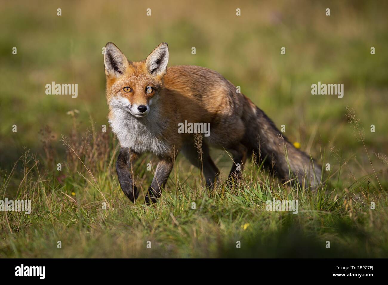 Curious red fox approaching on meadow in summer at sunrise Stock Photo ...