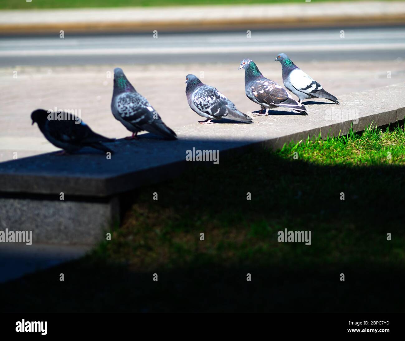 Five doves on street parapet background Stock Photo - Alamy