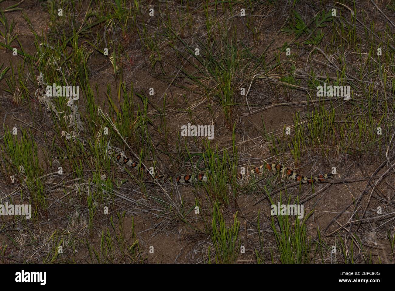 Western Milksnake (Lampropeltis gentilis) from Weld County, Colorado ...