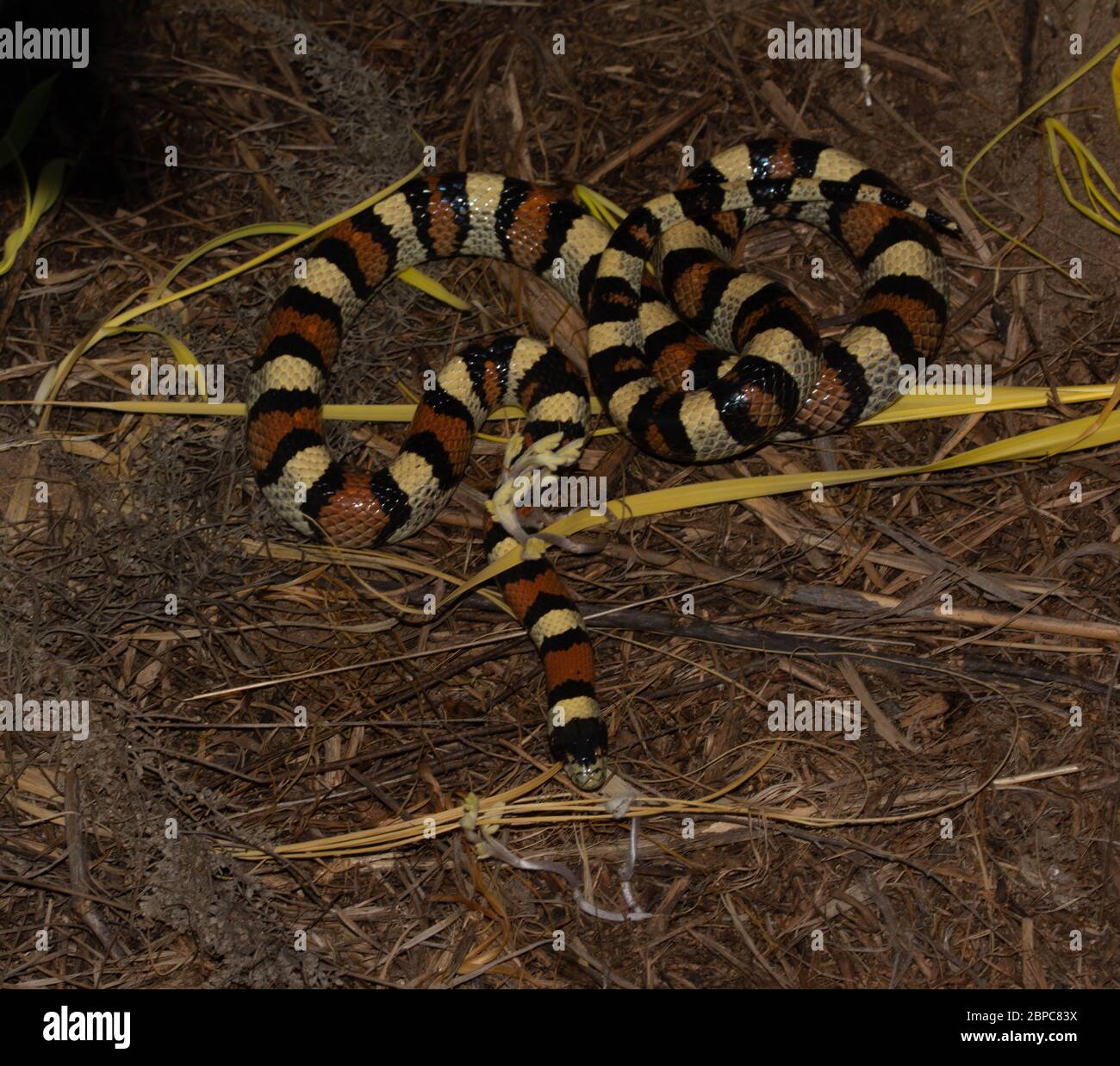 Western Milksnake (Lampropeltis gentilis) from Weld County, Colorado ...
