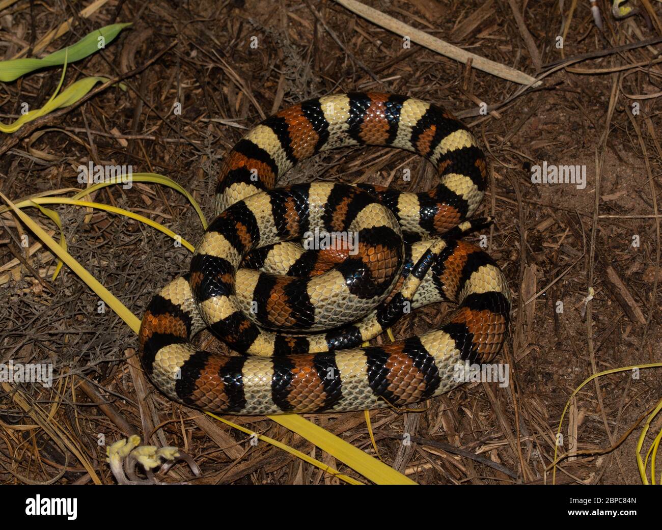Western Milksnake (Lampropeltis gentilis) from Weld County, Colorado ...