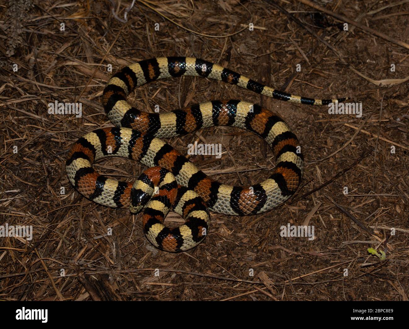 Western Milksnake (Lampropeltis gentilis) from Weld County, Colorado ...